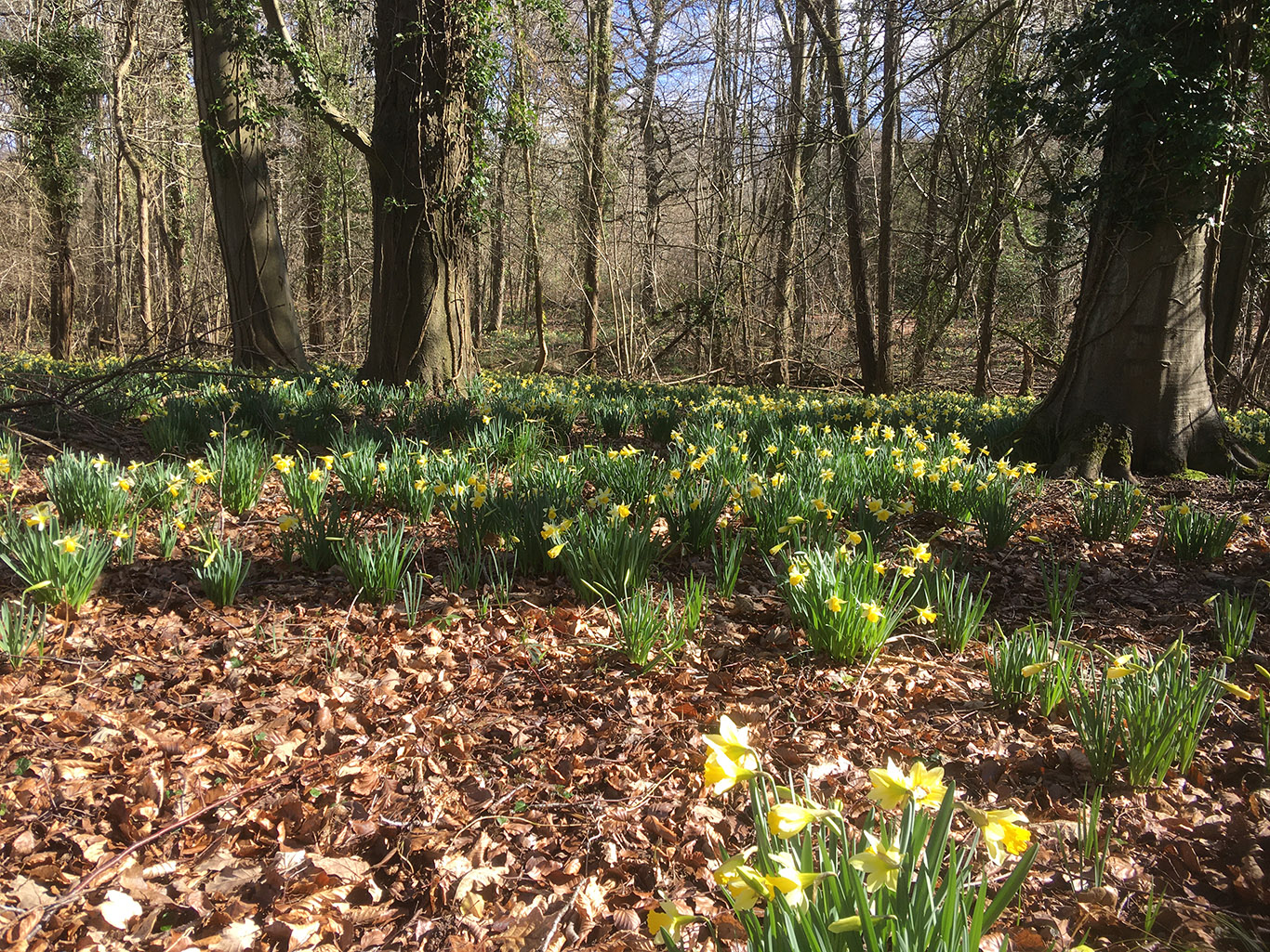 Dymock Daffodil Cycle Ride - Reeves Design